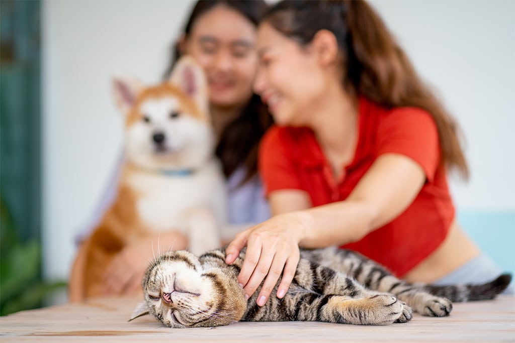 Guide to Finding a Pet-Friendly Condo in Bangkok - Citadel